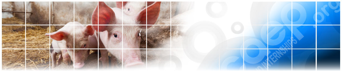 Agriculture - Swine Program